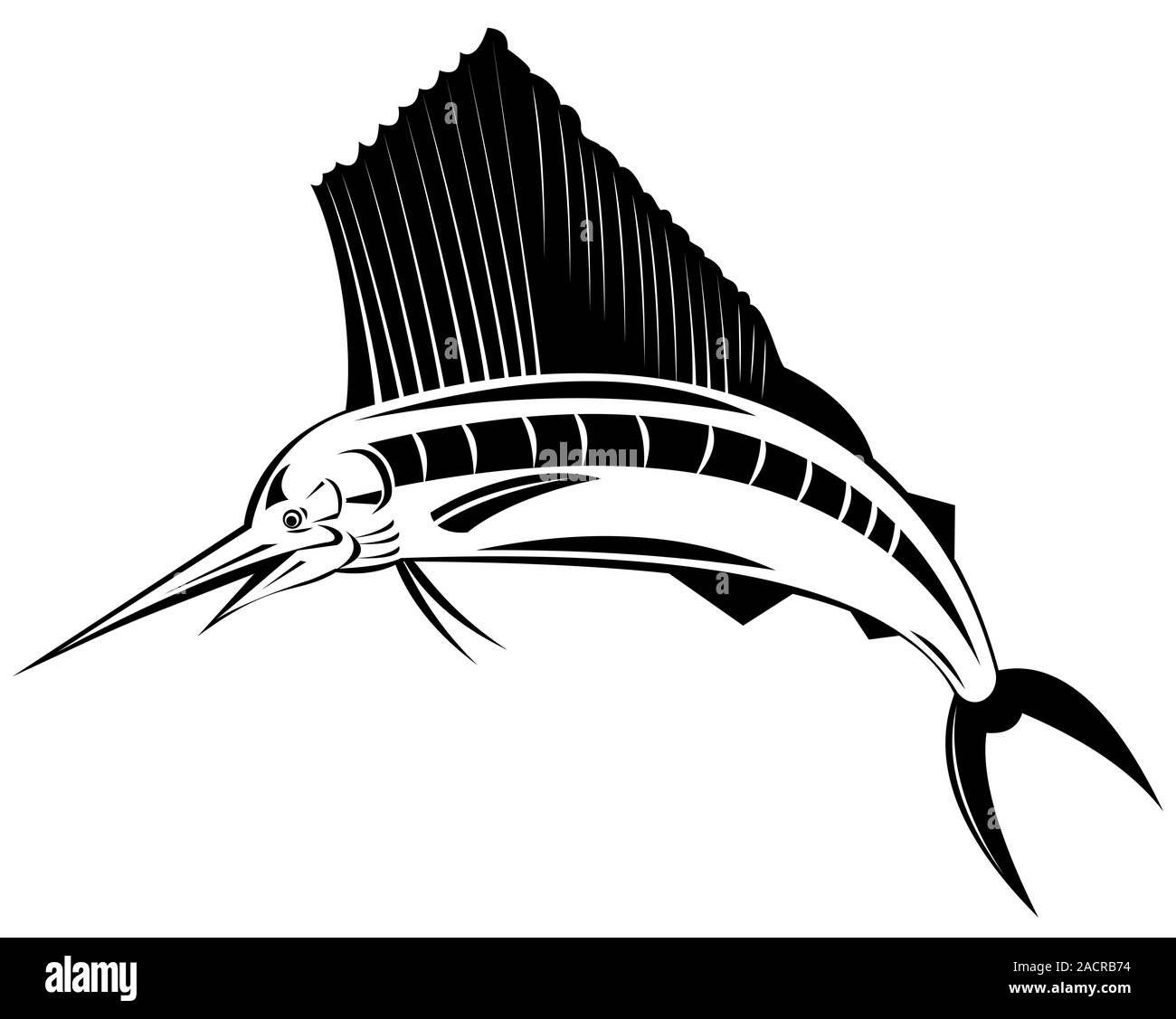 Sailfish Fish Jumping Stock Photo - Alamy