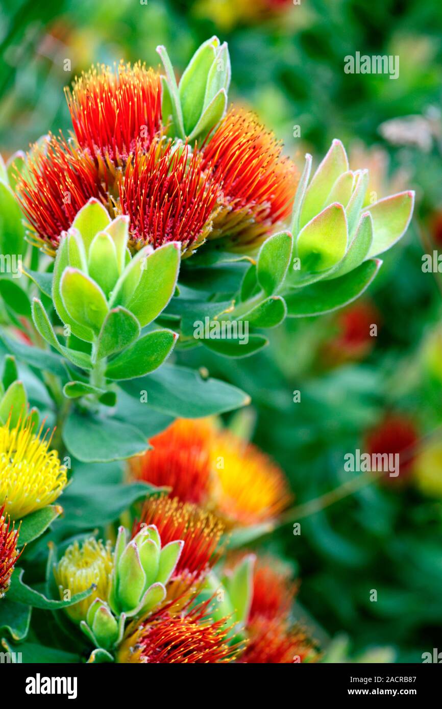 Tufted pincushion (Leucospermum oleifolium) in flower. Photographed in ...