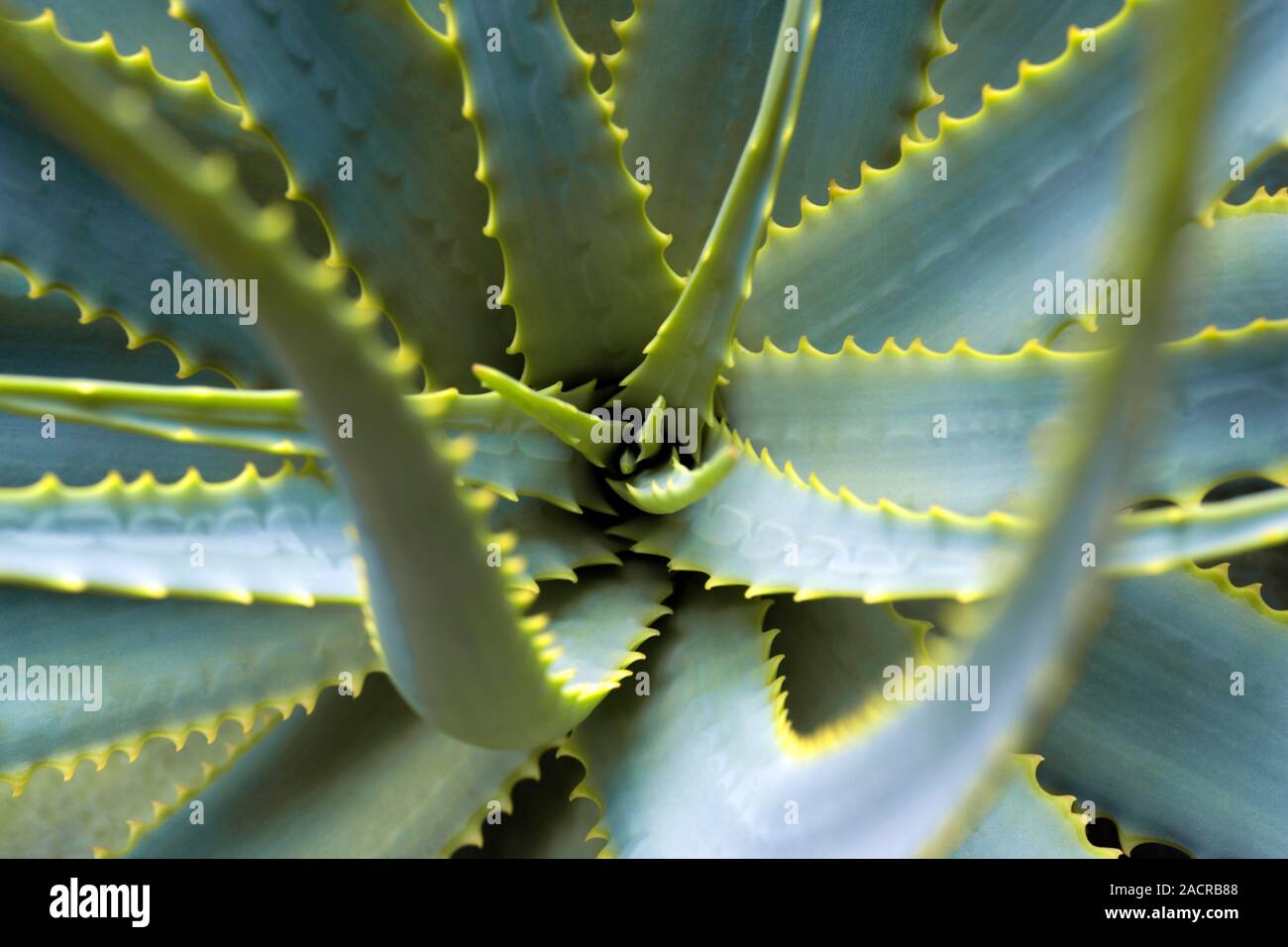 Cape aloe (Aloe ferox). Photographed in Grahamstown, Eastern Cape ...