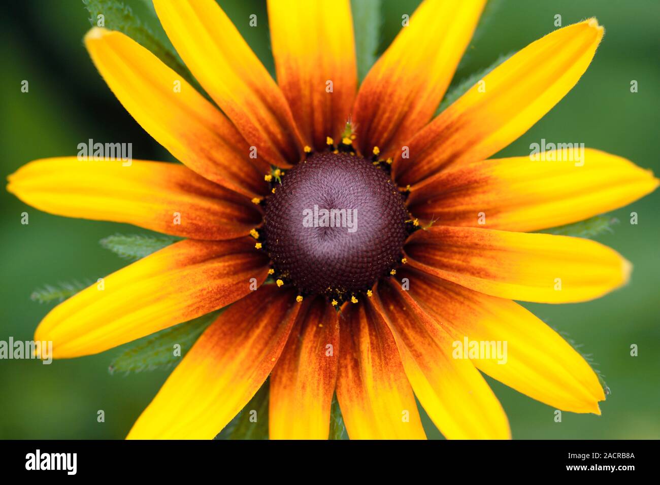 Black-eyed Susan (Hirta pulcherrima) flower. Photographed in ...