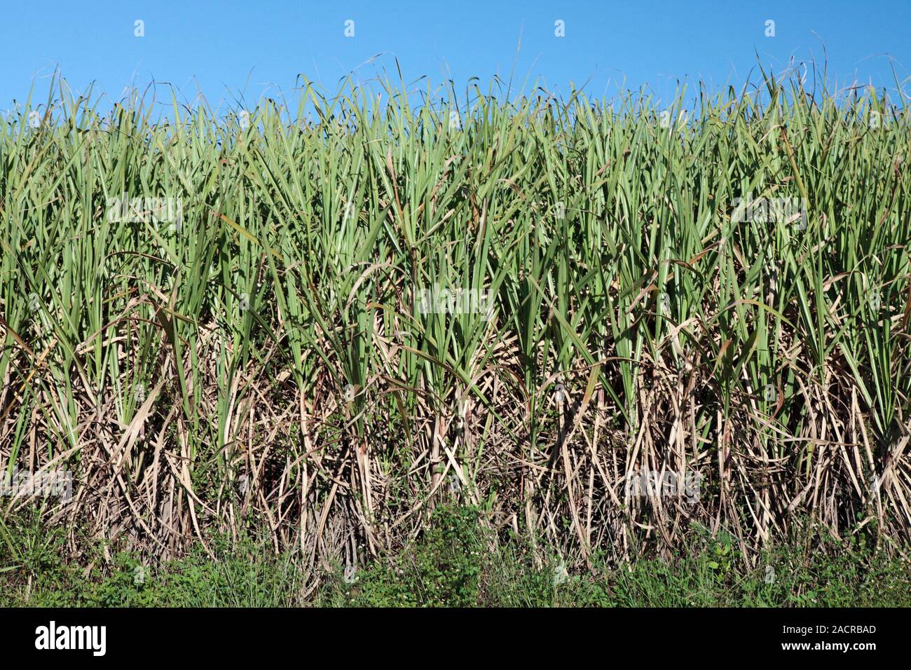 Sugar cane field. Field of sugar cane (Saccharum officinarum) near ...