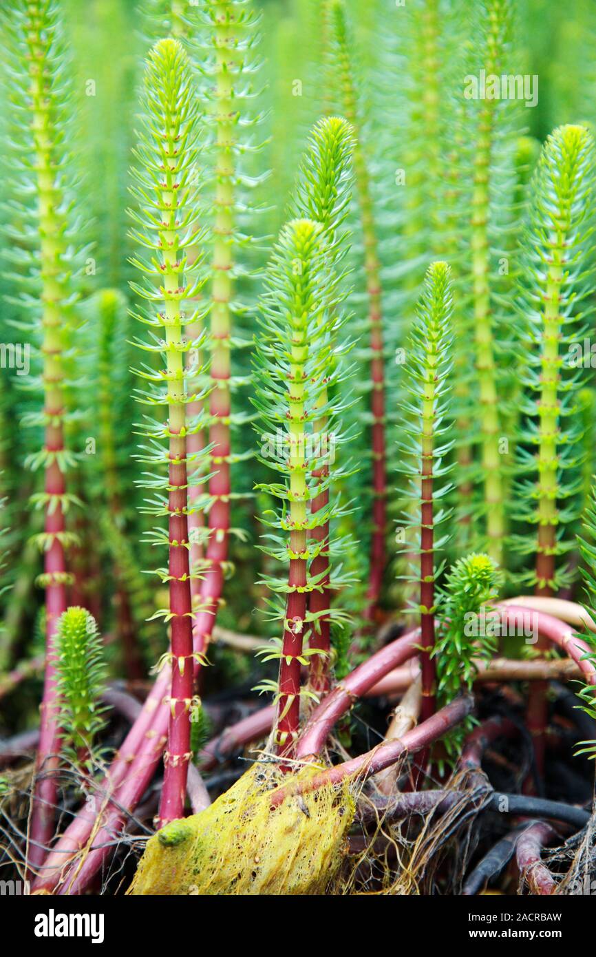 Common mare's tail (Hippuris Vulgaris). Photographed in Utrecht ...