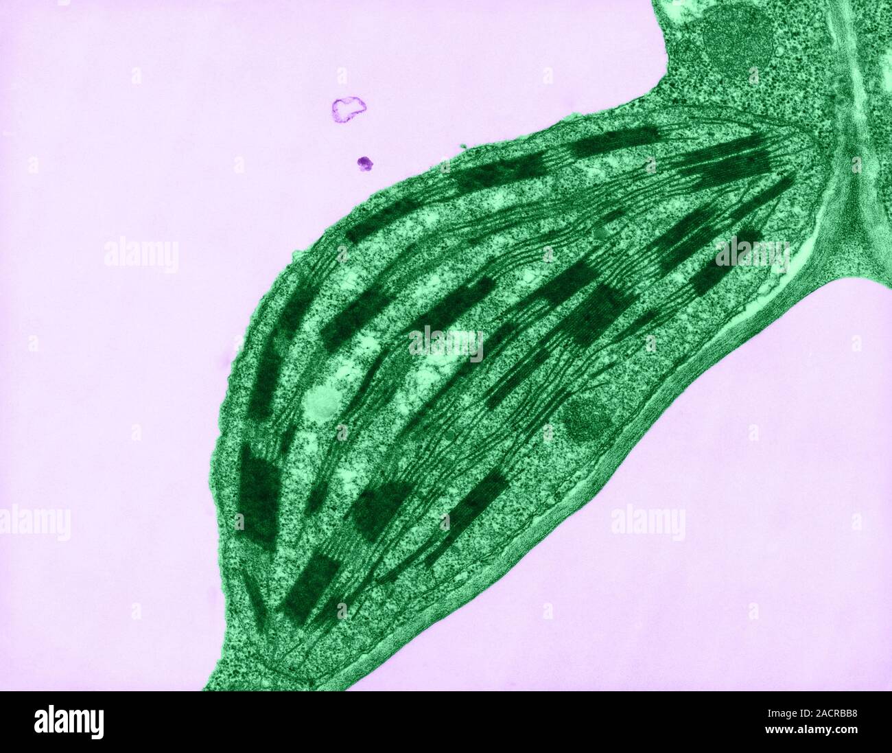 Chloroplast. Coloured transmission electron micrograph (TEM) of ...