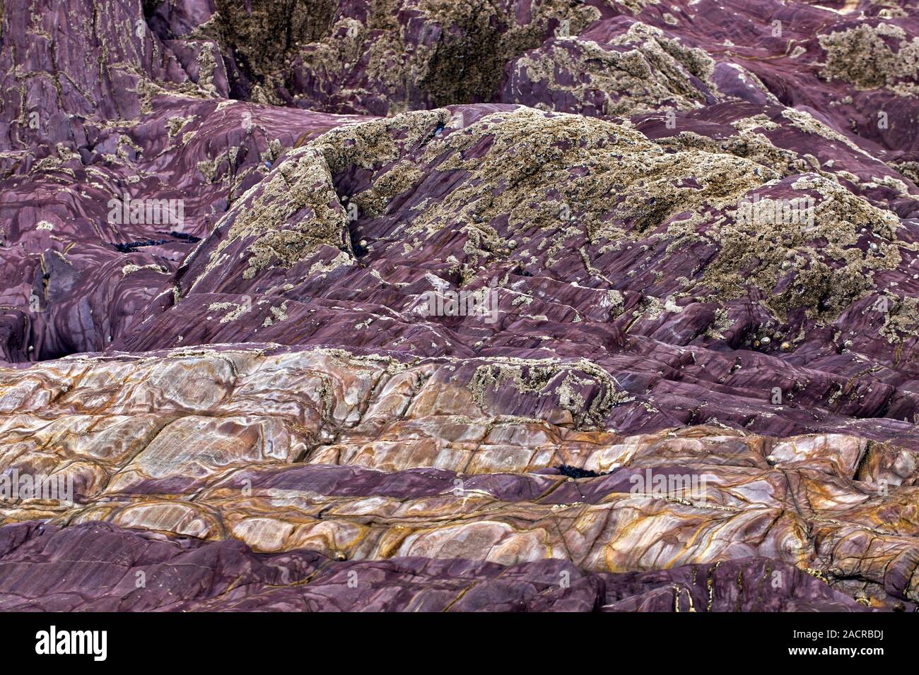 Devonian slates and barnacles. Close-up of banded Devonian coastal ...