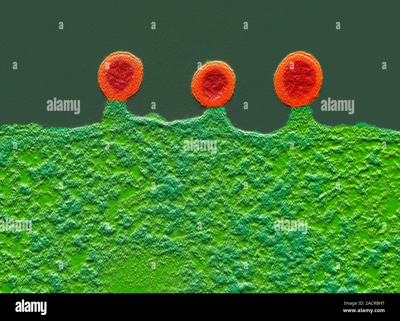 Cell infected with HIV. Coloured transmission electron micrograph (TEM ...