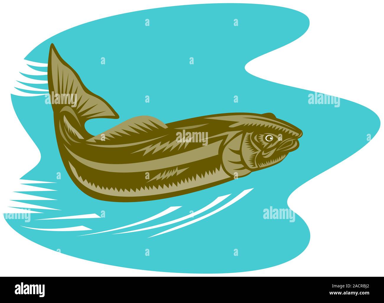 trout fish jumping Stock Photo - Alamy