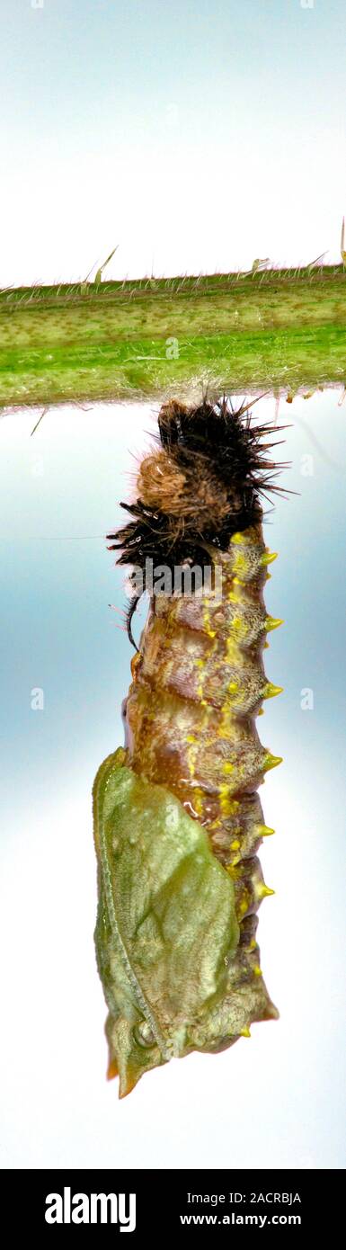 Caterpillar chrysalis formation. Larval stage of a small tortoiseshell ...