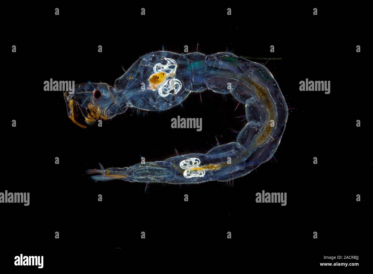 Phantom midge larva (Chaoborus sp.). Also known as the ghost midge or ...