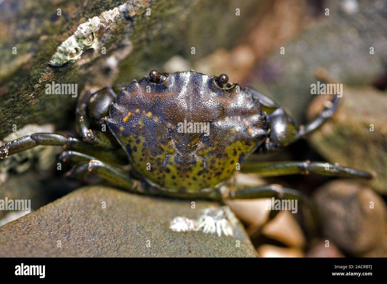 Common shore crab (Carcinus maenas). The colour of this crab varies. As ...
