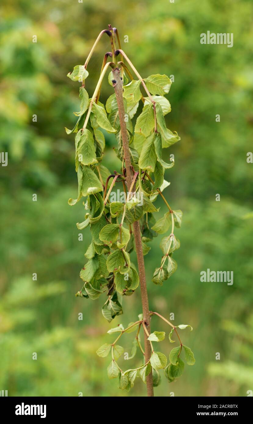 Ash dieback disease. Ash tree affected by ash dieback disease. This ...