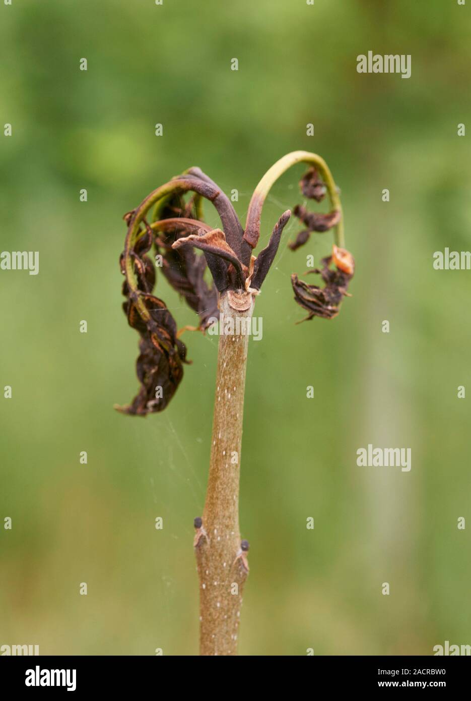 Ash dieback disease. Ash tree affected by ash dieback disease. This ...
