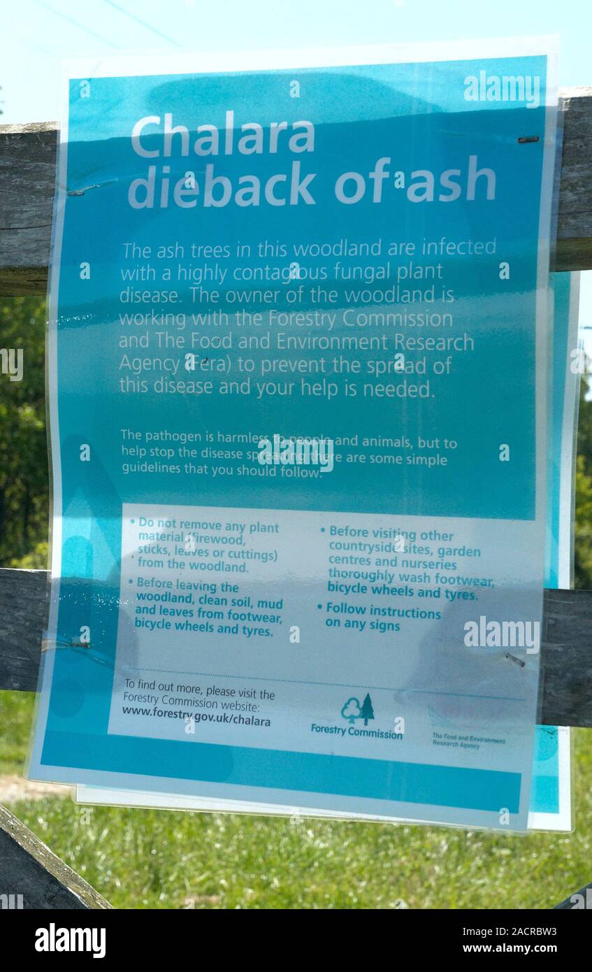 Ash dieback disease notice. Sign giving advice on how to prevent the ...