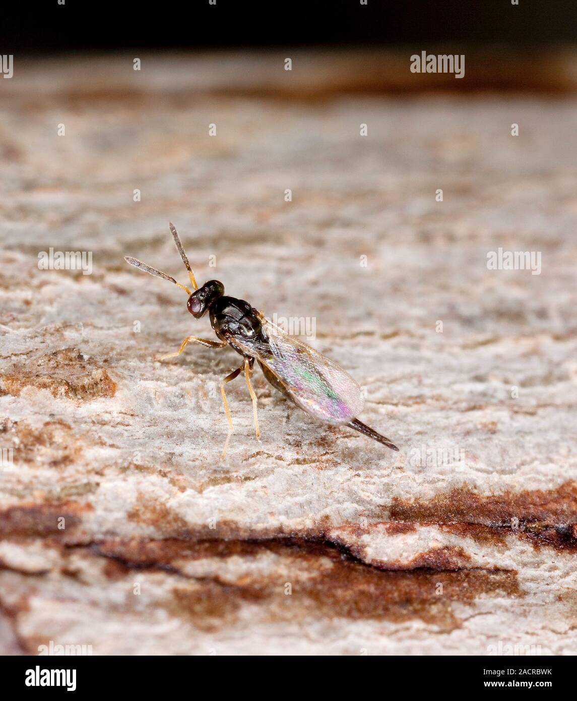 Parasitic wasp (Tetrastichus planipennisi). This wasp shows potential ...