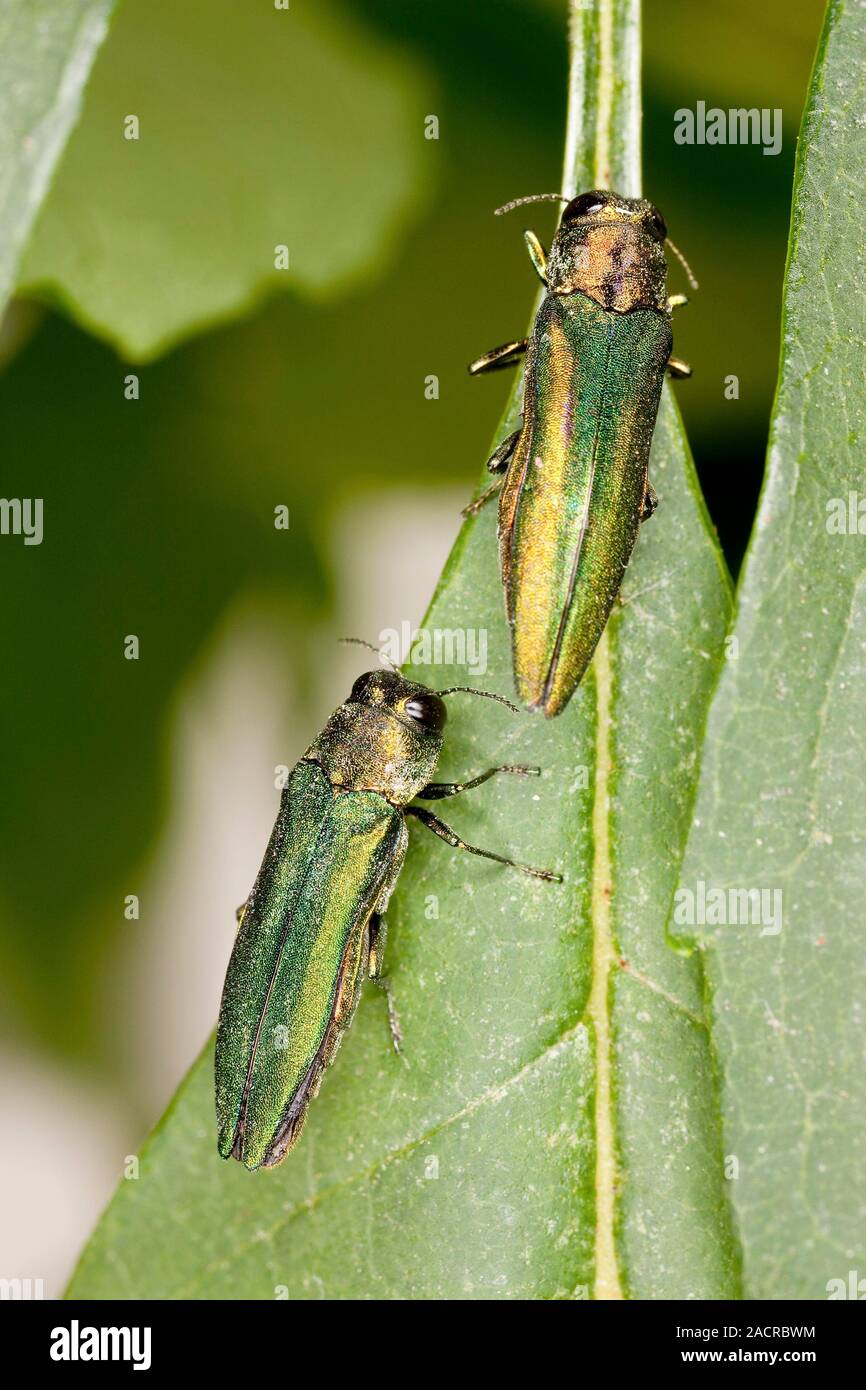 Emerald ash borers (Agrilus planipennis) on a leaf. This beetle is ...