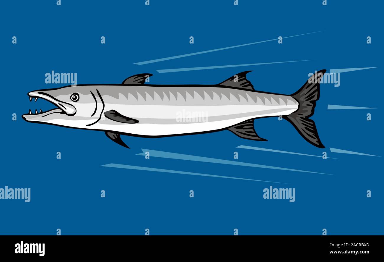 Barracuda graphics hi-res stock photography and images - Alamy
