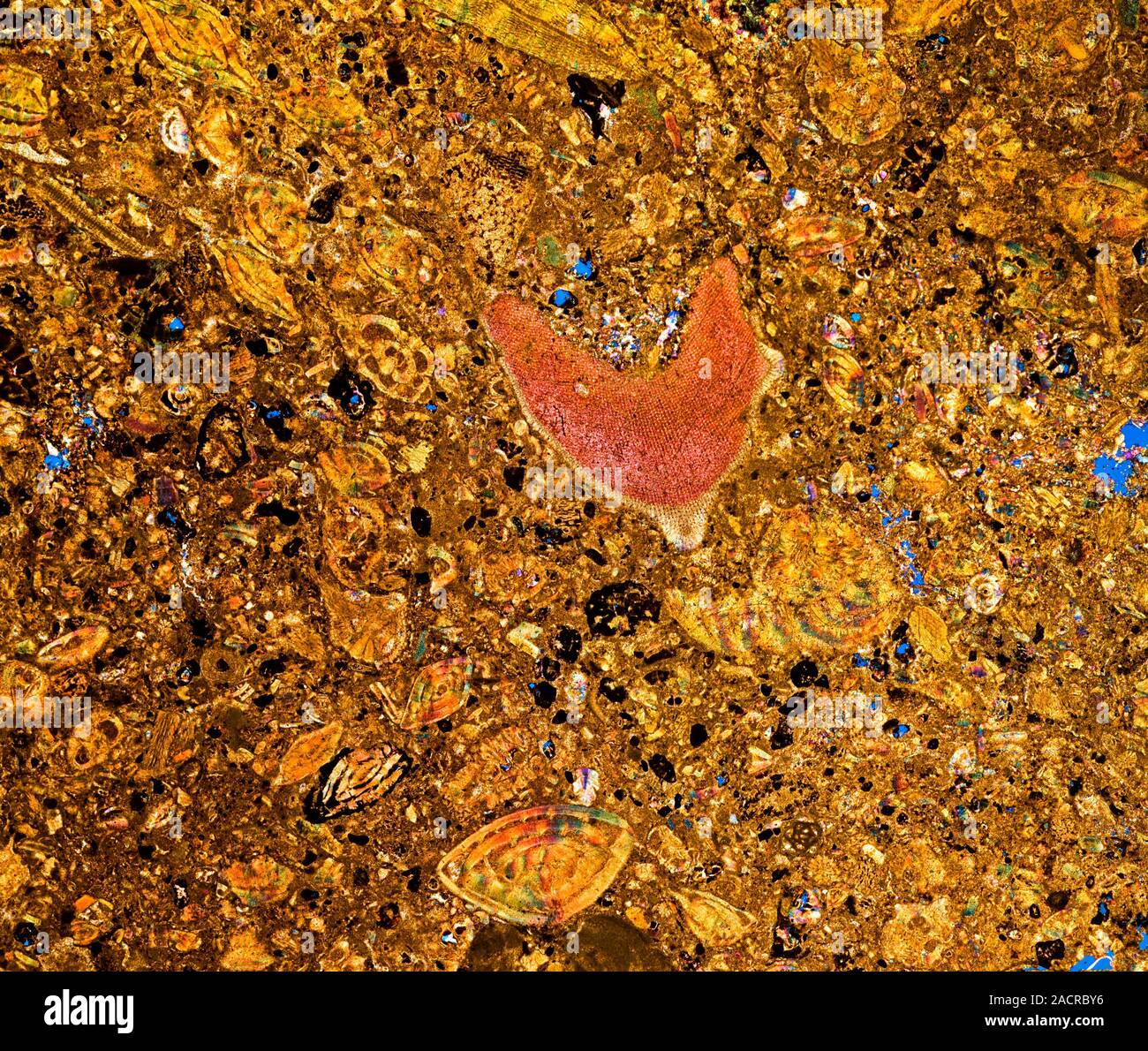 Fossil-bearing rock, polarised light micrograph. This thin slice from a ...