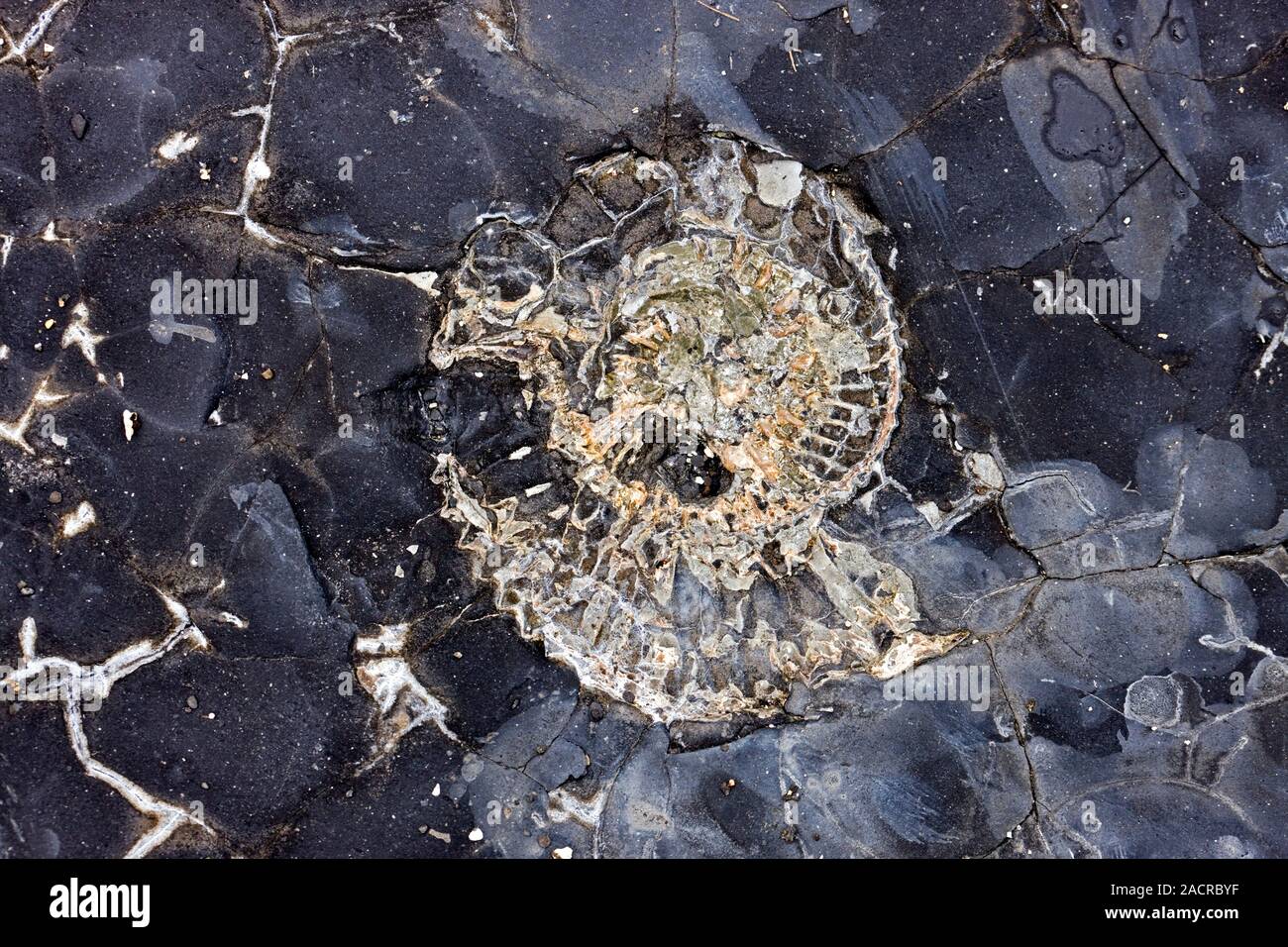Ammonite fossil, exposed in a flat dolostone bed of coastal rocks ...
