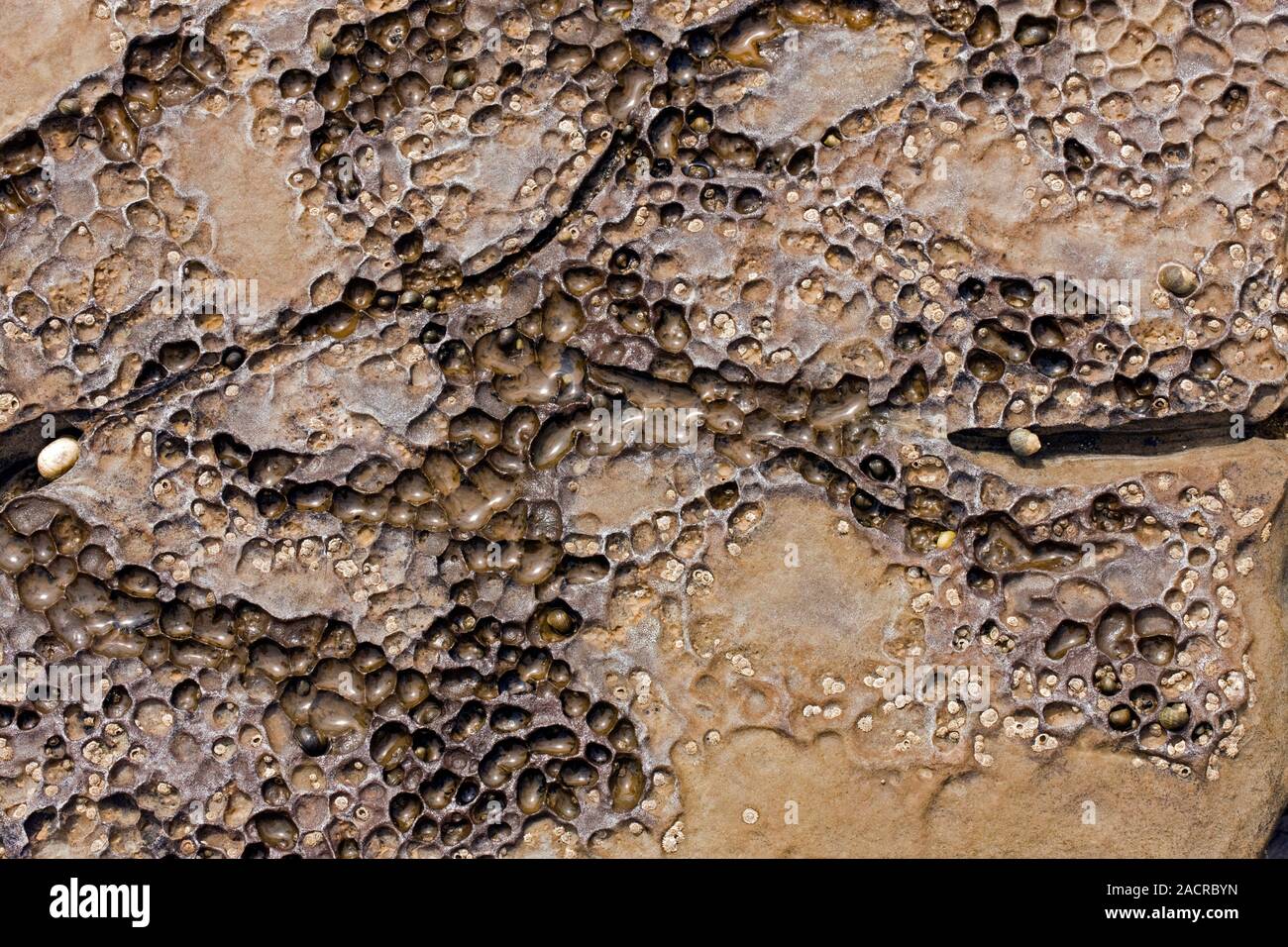 Patterns in dolostone coastal rocks. These lines, splits and shapes ...
