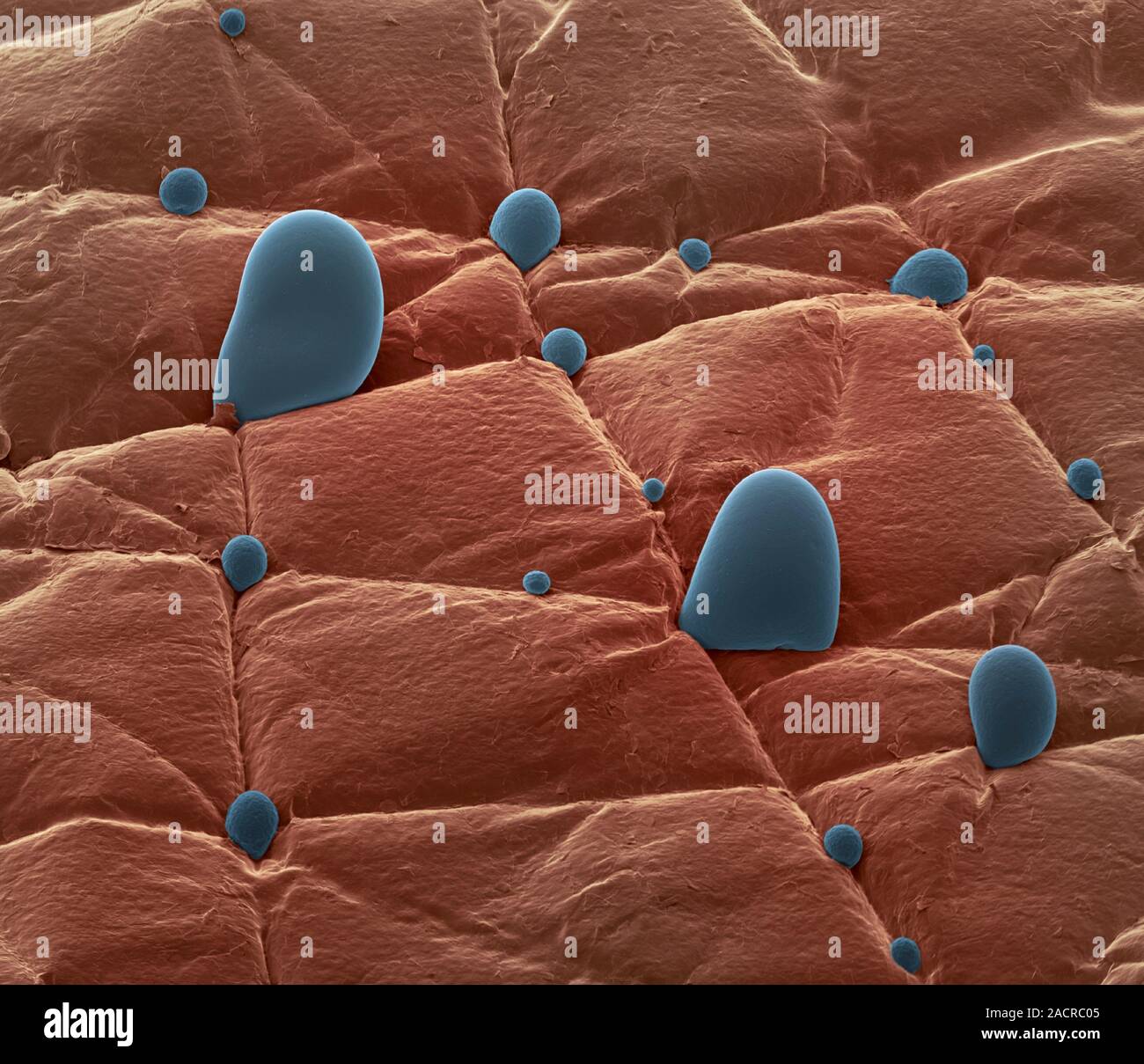 Skin surface. Coloured scanning electron micrograph (SEM) of vapour ...