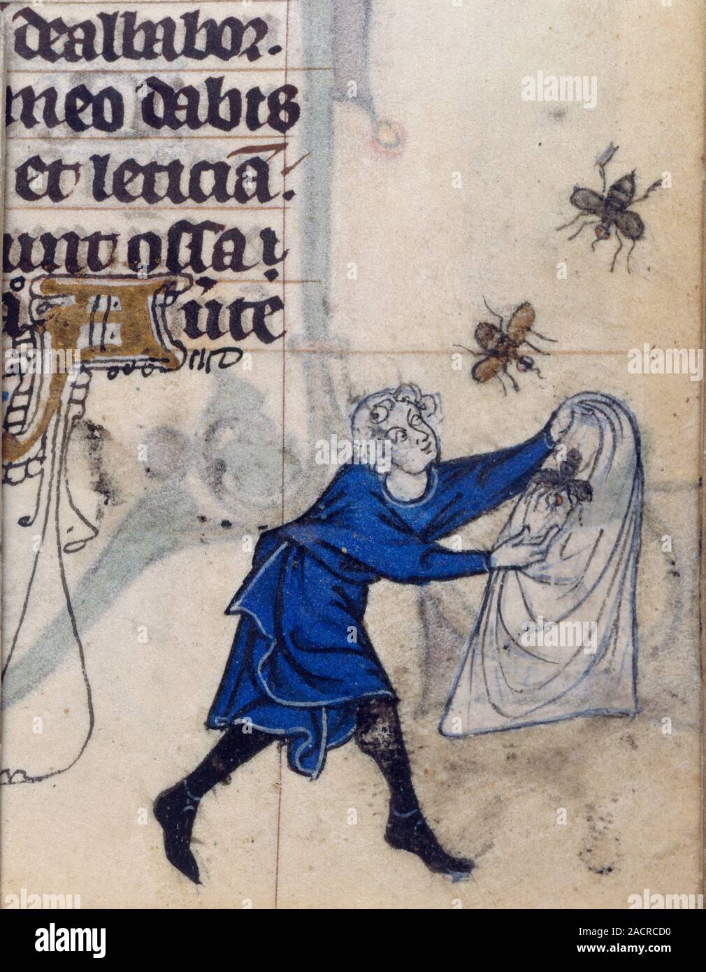 Man catching bees, (Detail) A man trying to catch a swarm of bees in a ...