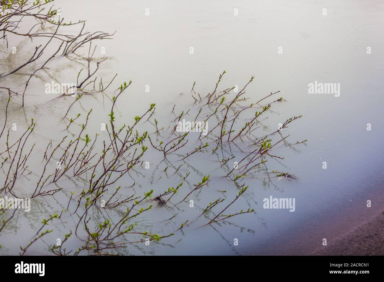 branches sticking out of the water Stock Photo - Alamy