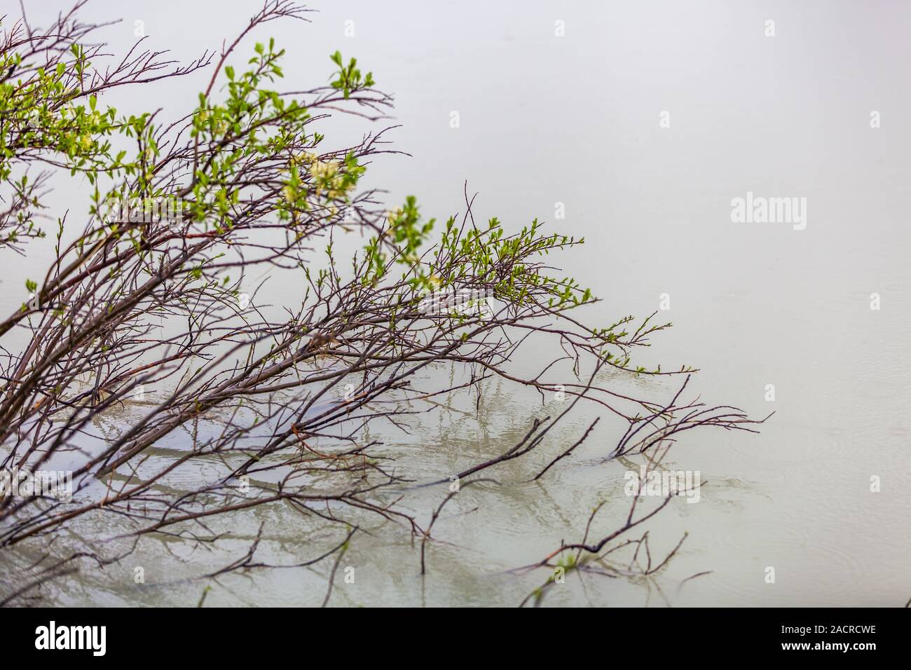 branches sticking out of the water Stock Photo - Alamy