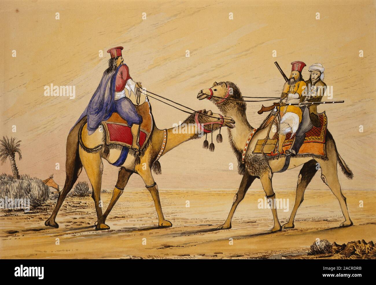 Two camels with Sindhi riders; a European seated behind one of them ...