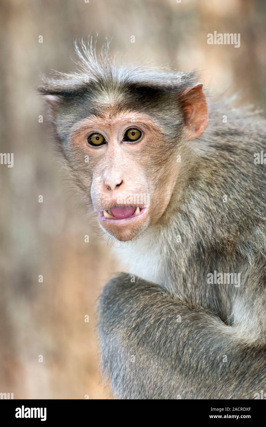 Bonnet macaque (Macaca radiata) male with a facial expression that is part of a threat display ...