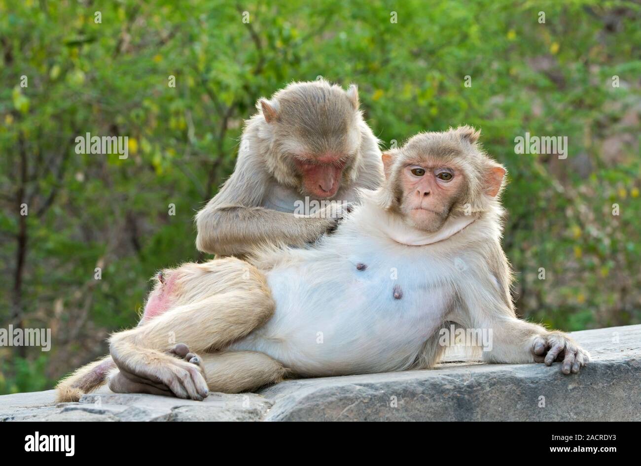 Rhesus monkeys (Macaca mulatta), with one grooming the other. Social ...