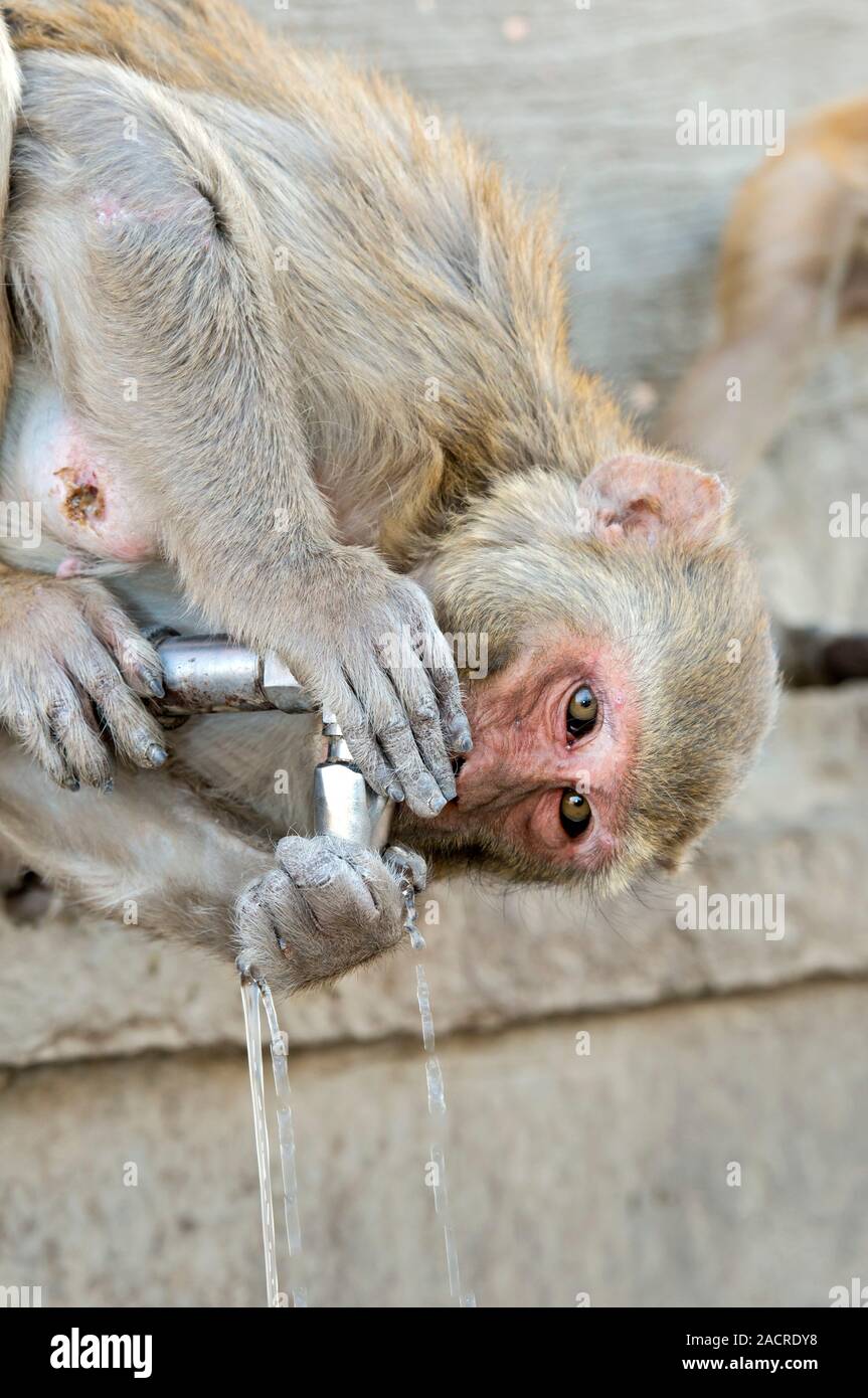 Rhesus monkey (Macaca mulatta) drinking water from a tap. The tap ...