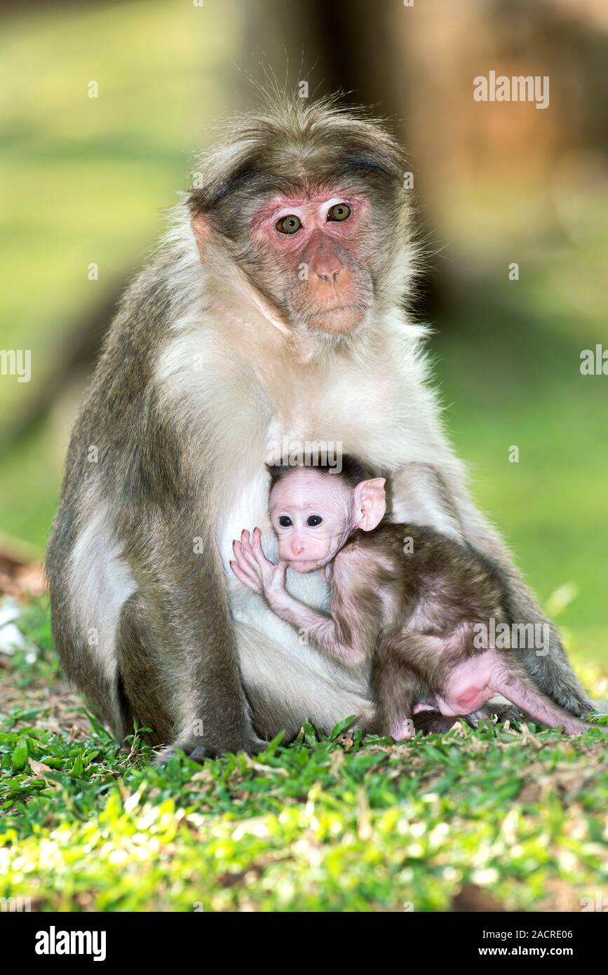 Bonnet macaque (Macaca radiata) mother and baby. Infants are protected ...