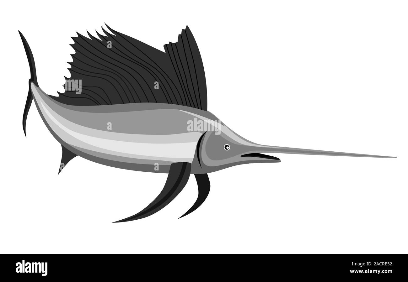 Sailfish jumping Black and White Stock Photos & Images - Alamy