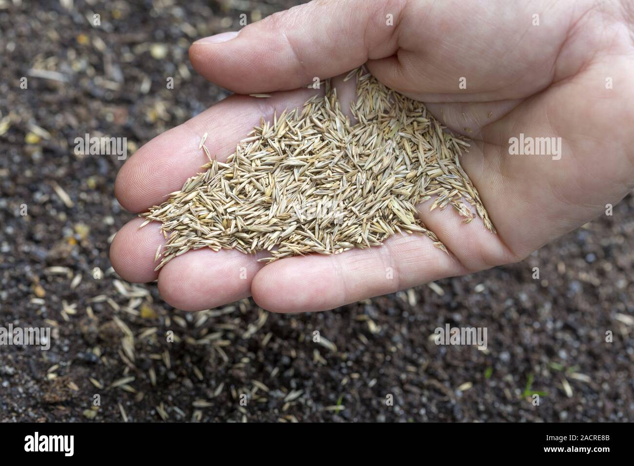 Grass seed in one hand Stock Photo - Alamy