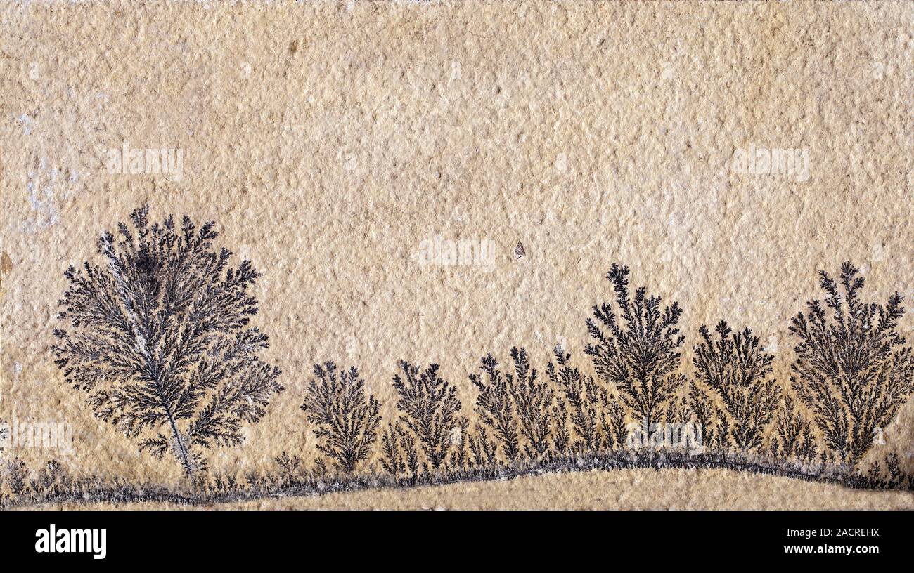 Dendritic mineral crystals. Dendritic (tree-like, branching) crystals ...