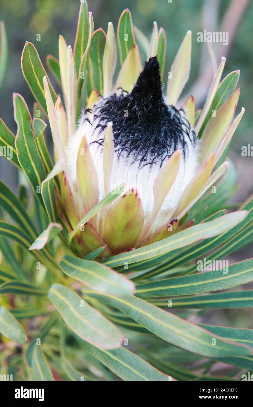 Long-leaf sugarbush (Protea longifolia) in flower. Photographed near ...