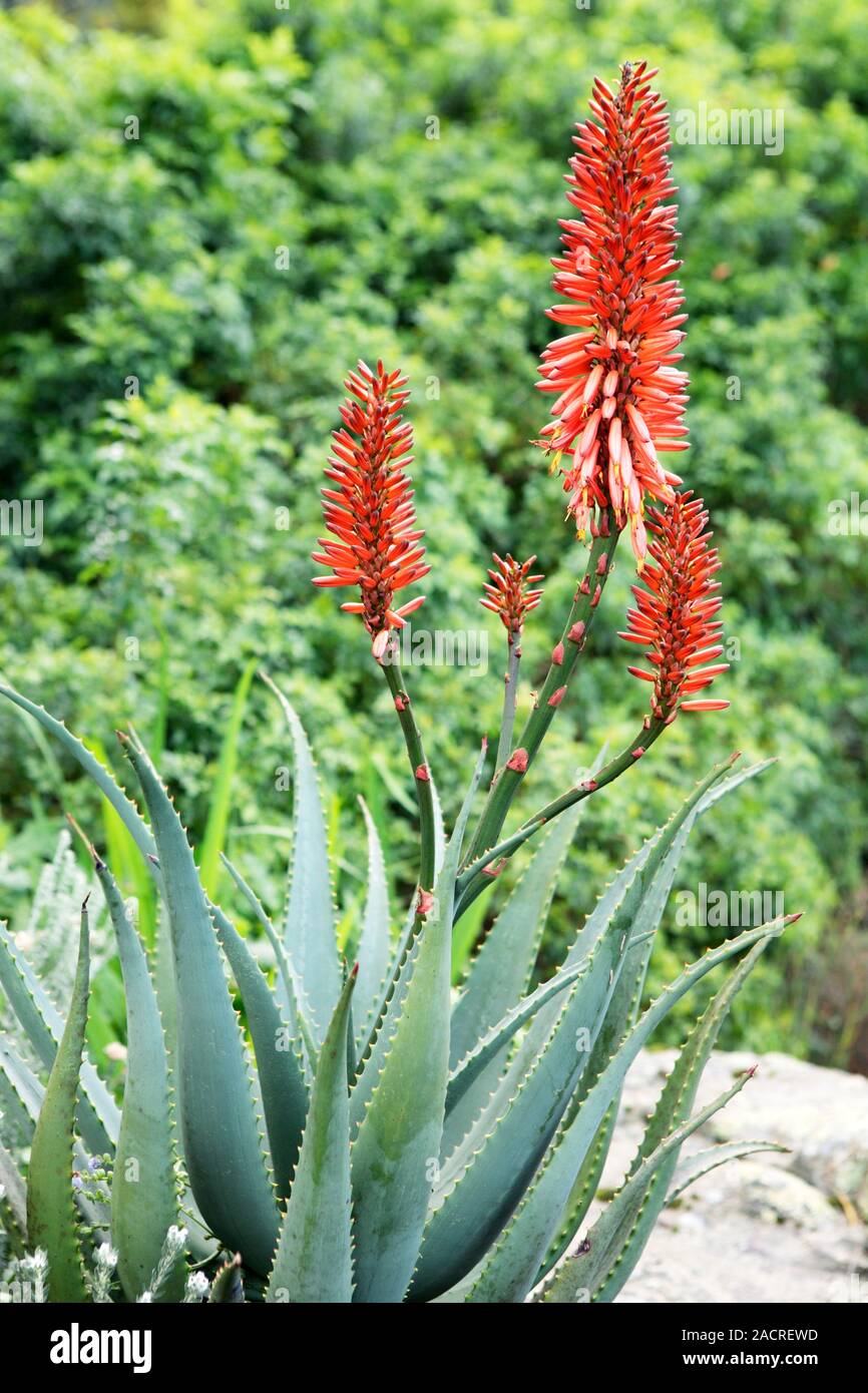 Krantz aloe (Aloe arborescens 'Compton') in flower. Photographed in ...