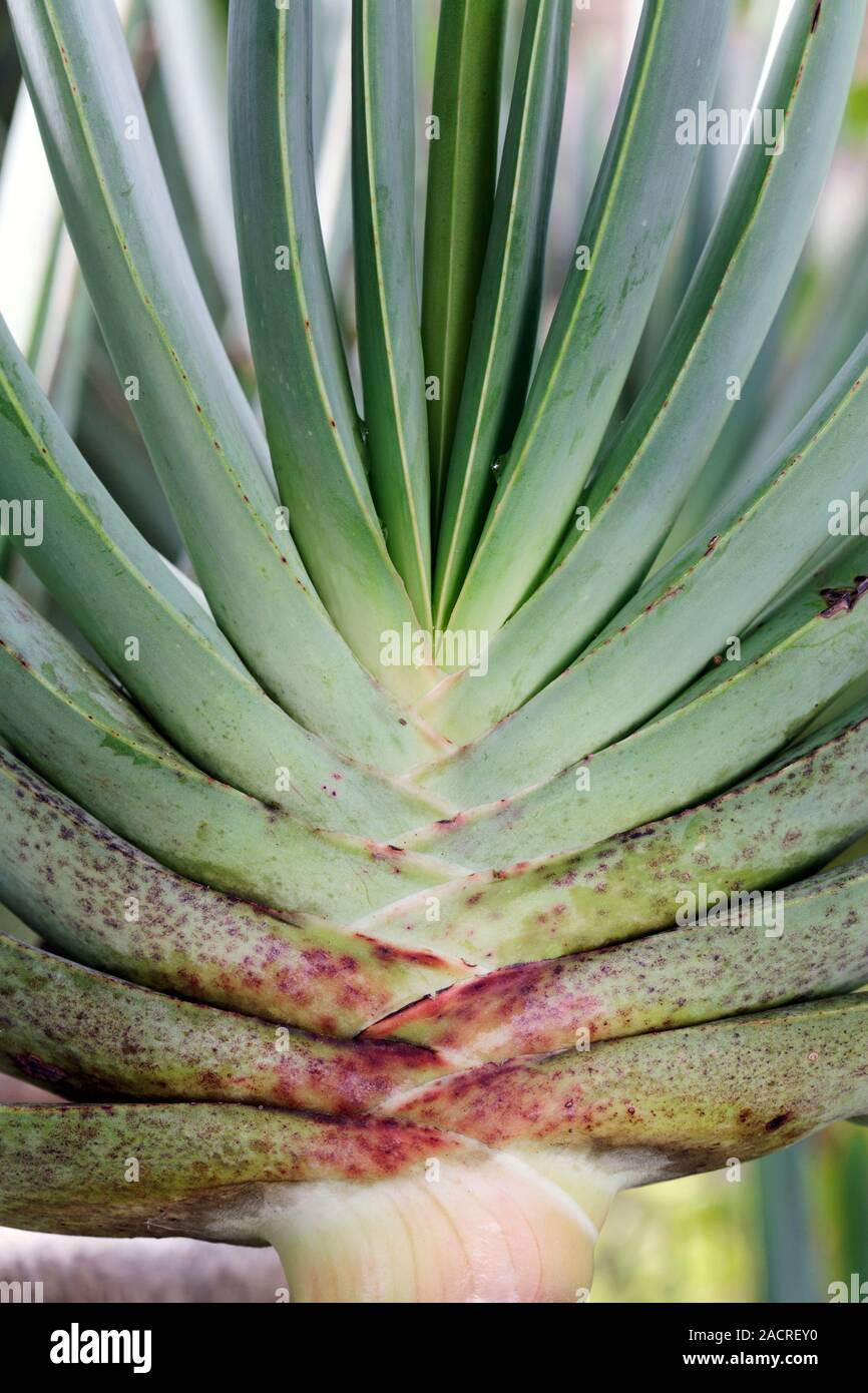 Fan aloe (Aloe plicatilis). Close-up of the leaf base of a fan aloe ...