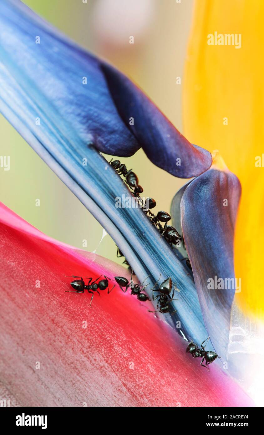 Ants on bird of paradise flower. Spiny ants (Polyrhachis gagates ...