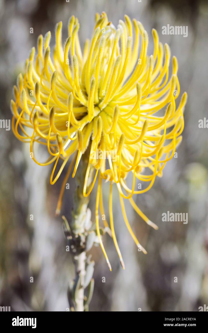 Rocket pincushion protea (Leucospermum reflexum) flower. Photographed in Cape Town, South Africa ...