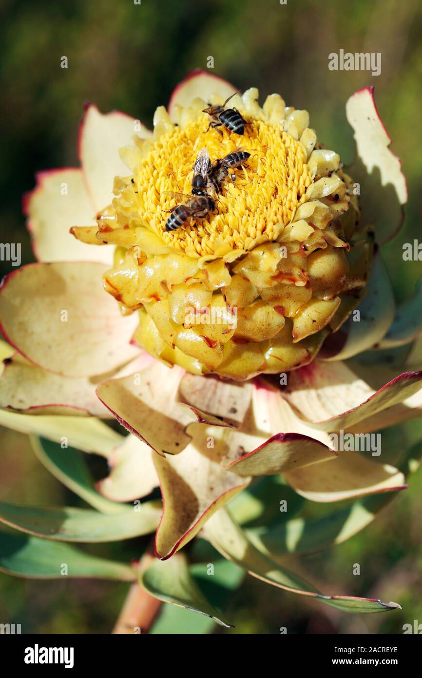 Honey bees on protea flower. Cape honey bees (Apis mellifera capensis ...