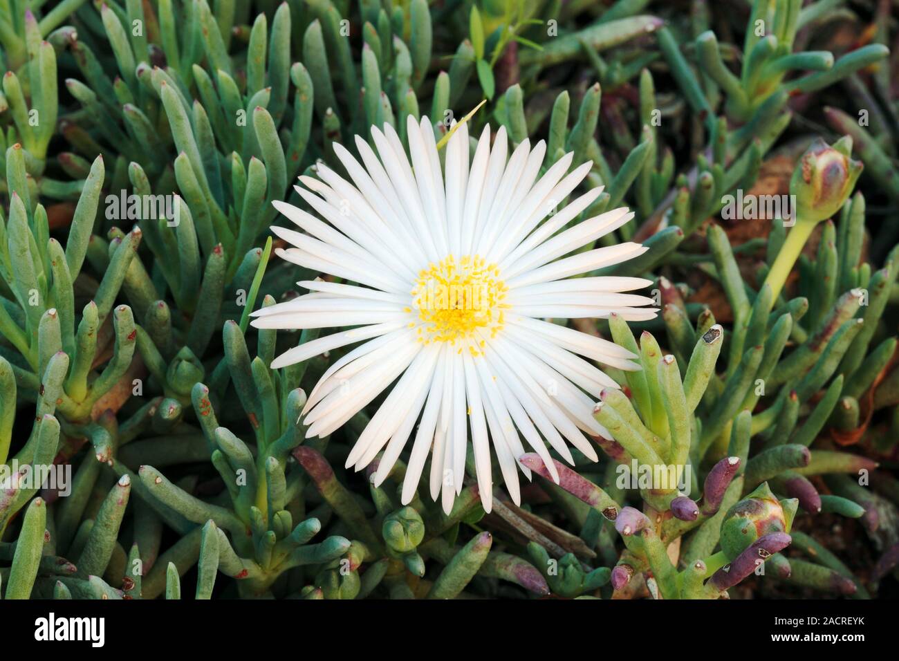 Anemone Vygie (Jordaaniella anemoniflora) 'Macassar' flower ...