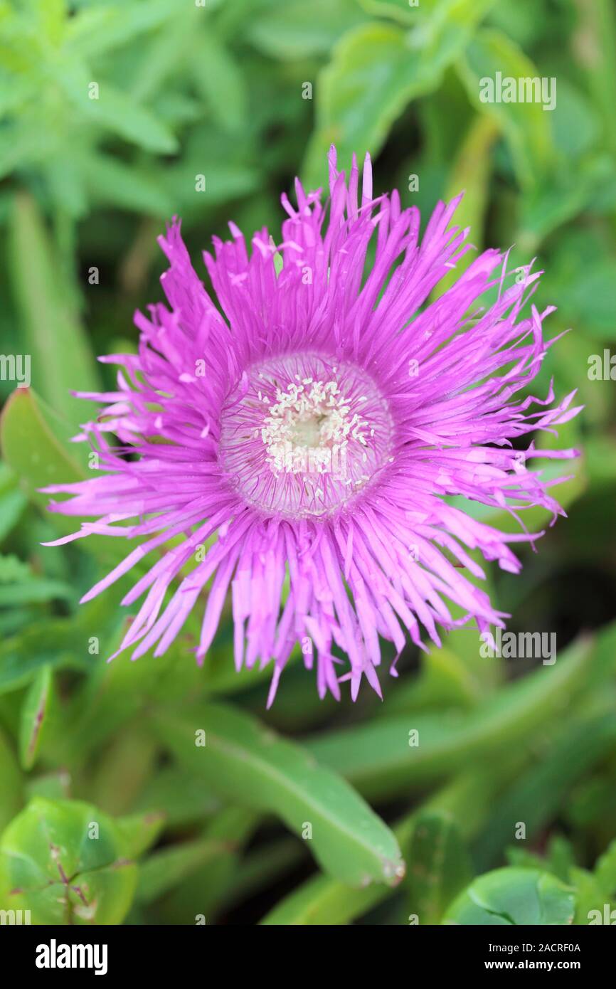 Sour fig (Carpobrotus edulis) flower. Photographed in Cape Town, South ...
