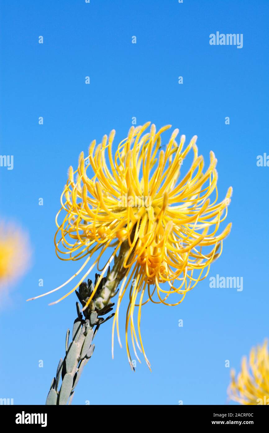 Rocket pincushion protea (Leucospermum reflexum) flower against a blue sky. Photographed in Cape ...