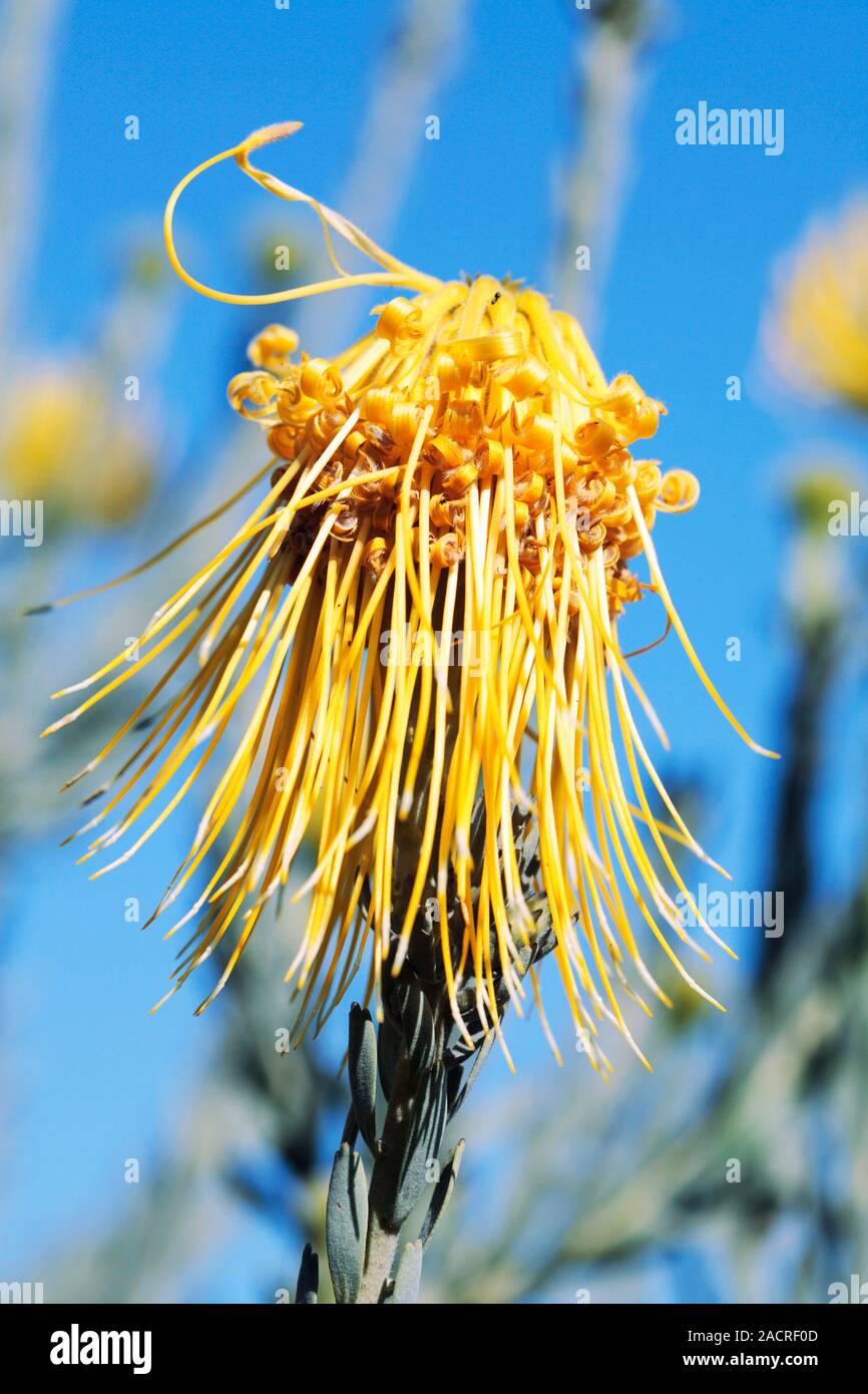 Rocket pincushion protea (Leucospermum reflexum) flower. Photographed in Cape Town, South Africa ...