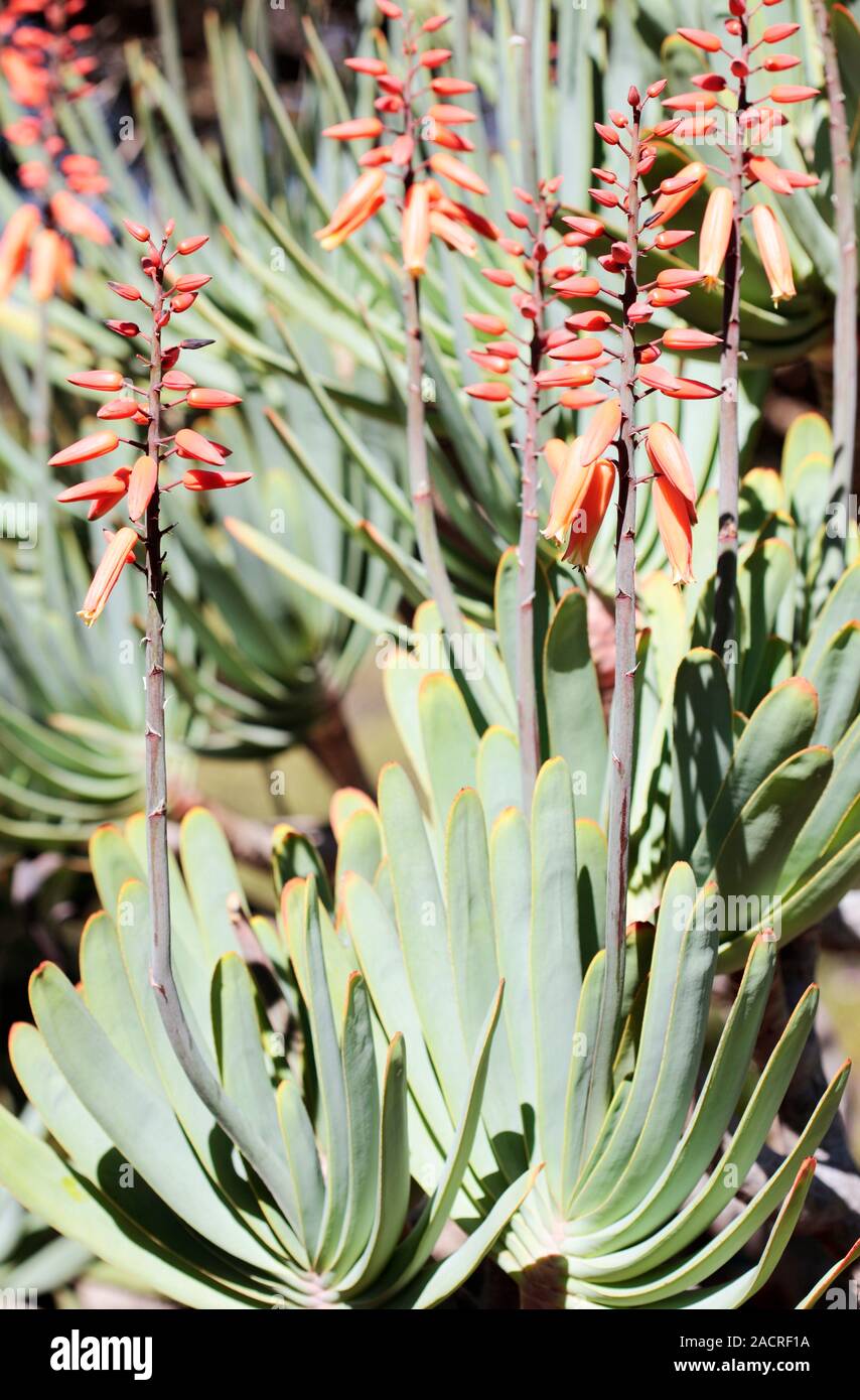 Fan aloe (Aloe plicatilis) in flower. Photographed in Cape Town, South ...