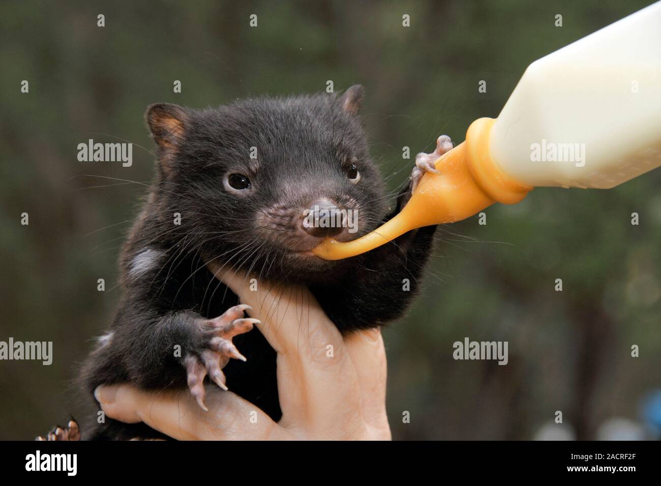 Tasmanian devil baby being fed. Juvenile Tasmanian devil (Sarcophilus ...