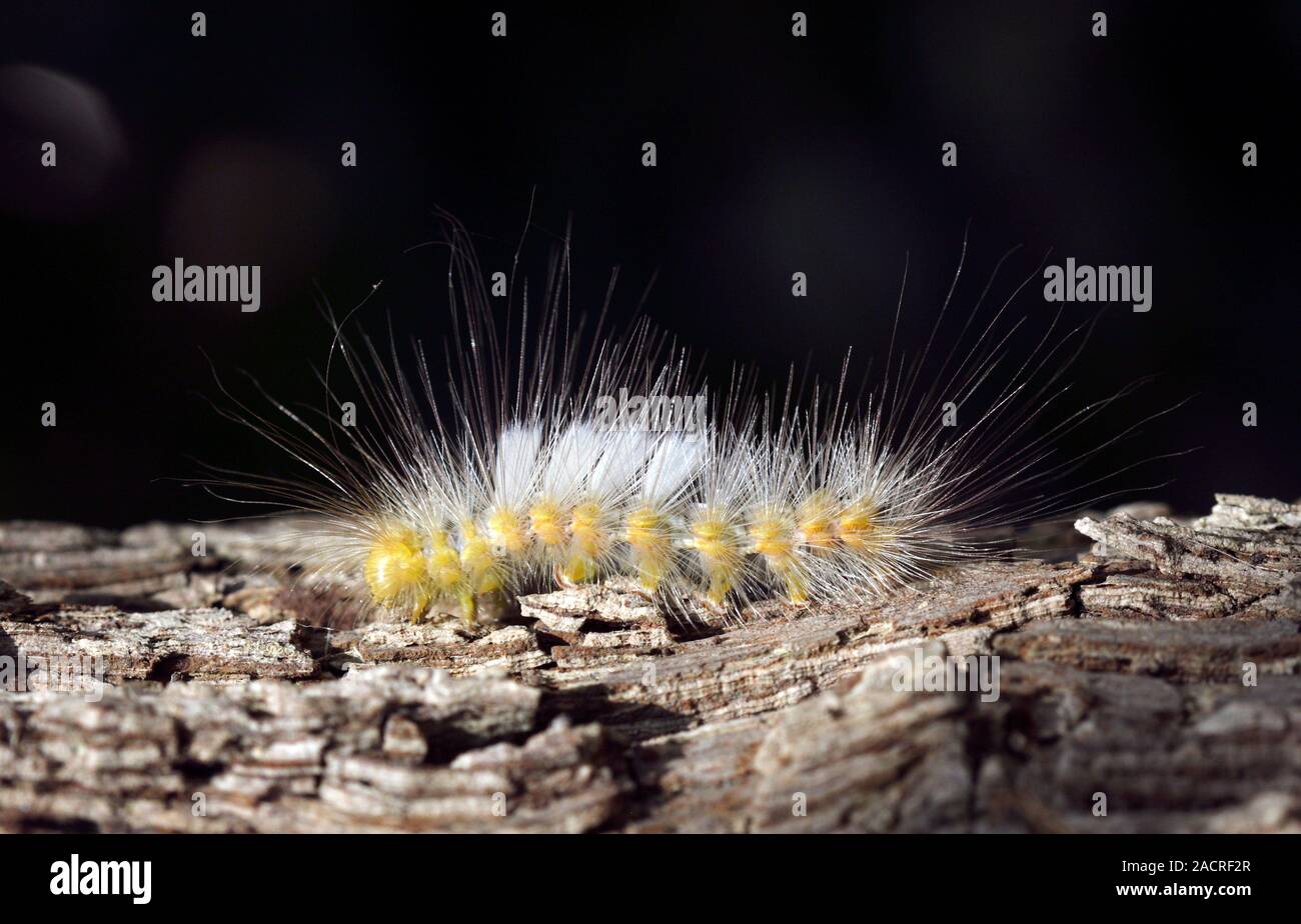 Tussock moth caterpillar. Larva of a Tussock moth (Calliteara pura ...