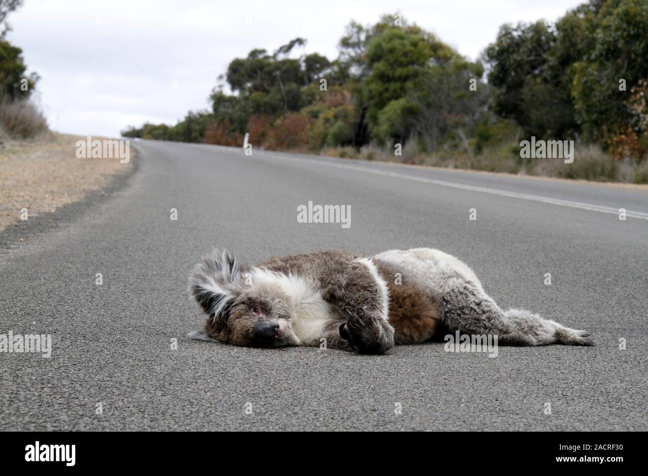 Dead koala on a road. Body of a koala (Phascolarctos cinereus) killed ...