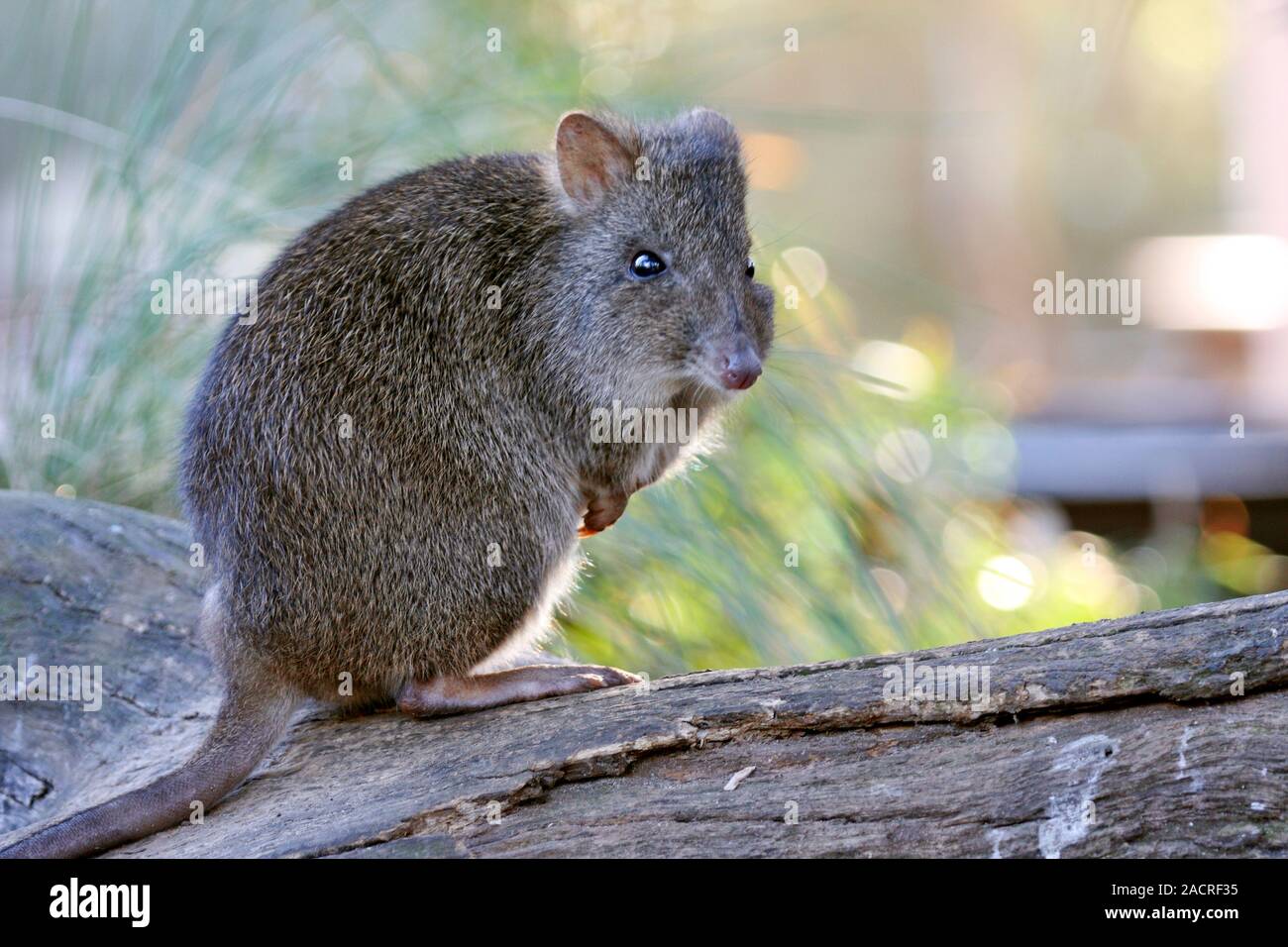 Long nosed potoroo (Potorous tridactylus) on a log. This marsupial is ...