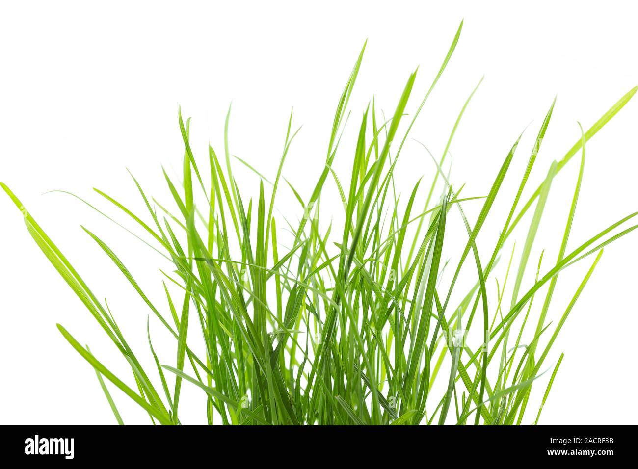 White tufts hi-res stock photography and images - Alamy